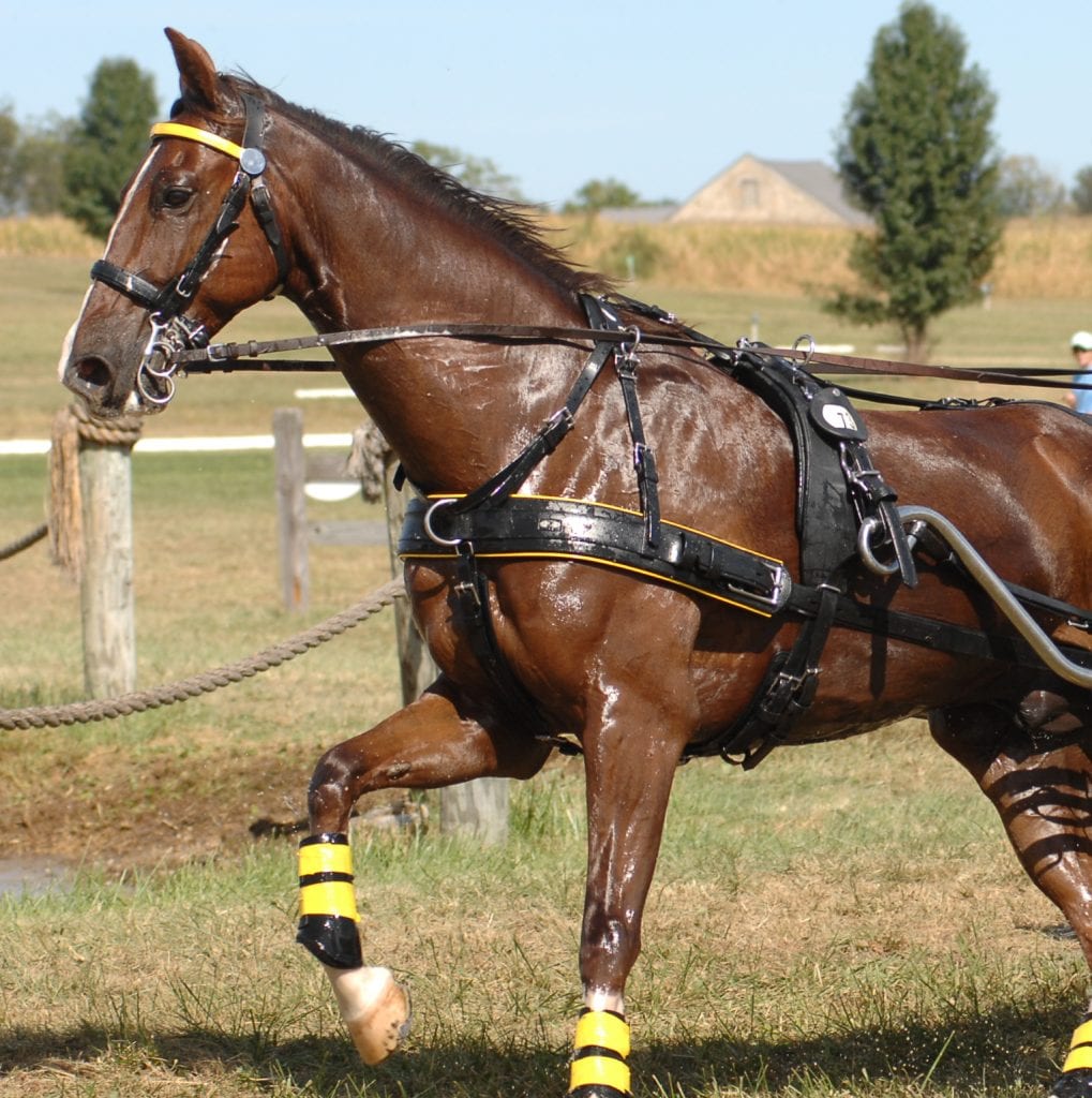 Leather -vs- Synthetic Harness ~ Coachman's Delight