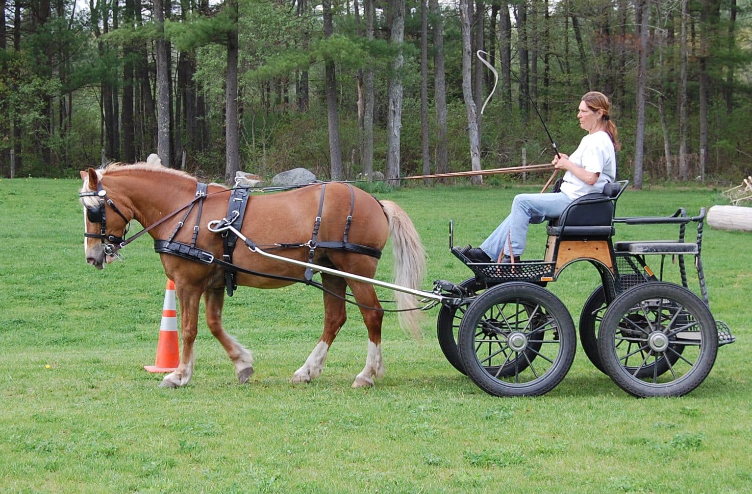 The Step Back | Coachman's Delight