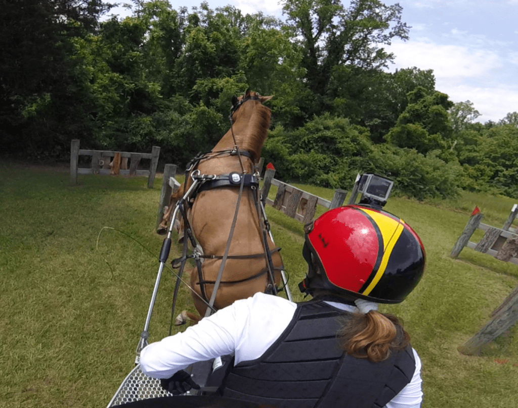 When Your Carriage Horse Spooks | Coachman's Delight