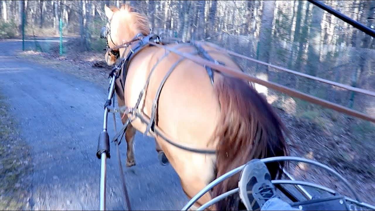 Runaway Pony?? | Coachman's Delight