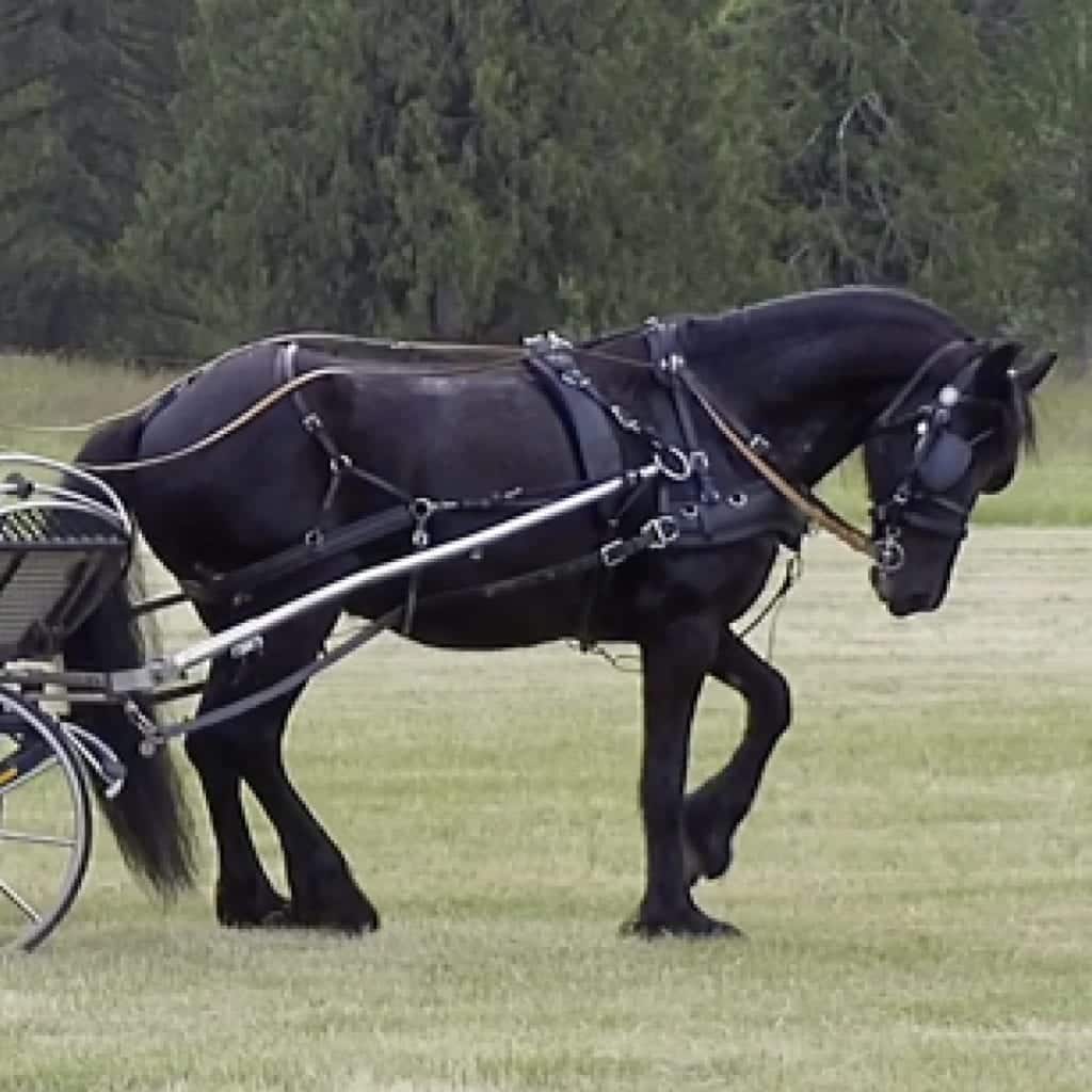 Baulking With a New Carriage | Coachman's Delight
